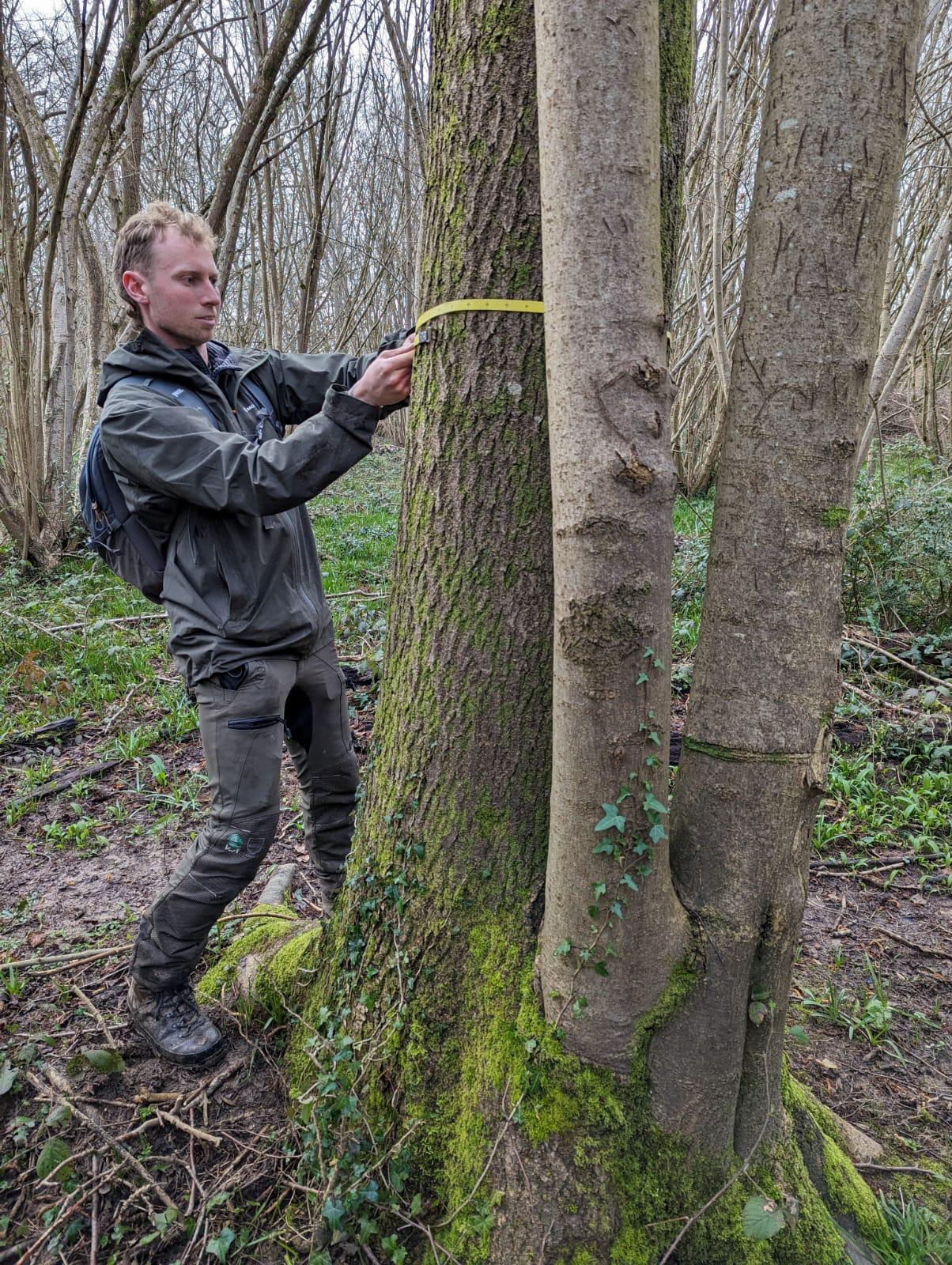 Liquidamber | Tree Surgery & Consultancy